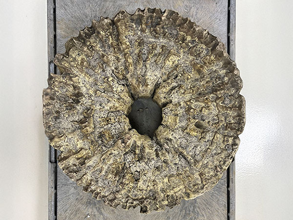 SCDNR Quern wheel | Clemson University, South Carolina