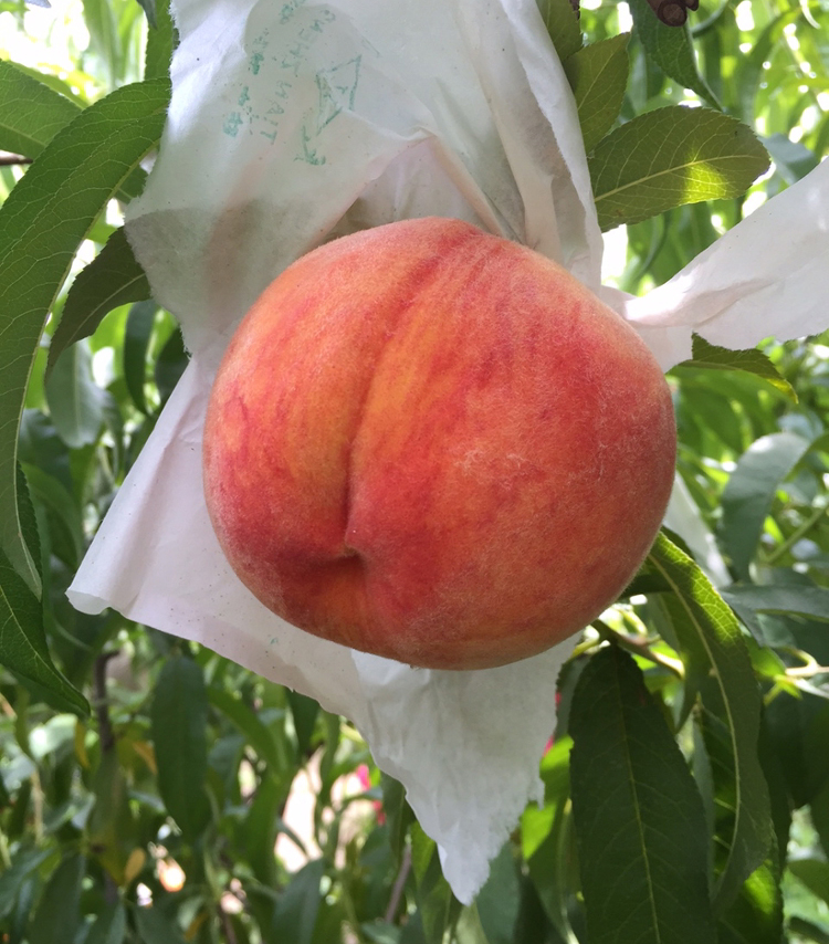 Clemson Fruit Bags | College of Agriculture, Forestry and Life Sciences ... Clemson Fruit Bags | College of Agriculture, Forestry and Life Sciences ...